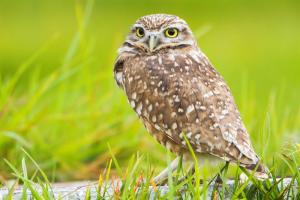 Proteger al tecolote es esencial para preservar culturas ancestrales