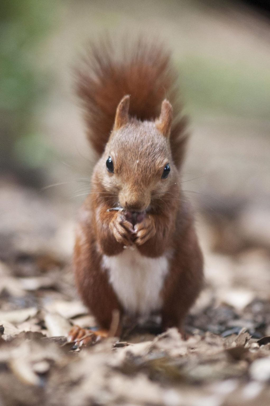 El Día Mundial de la Ardilla homenajea a un roedor vital para el bosque