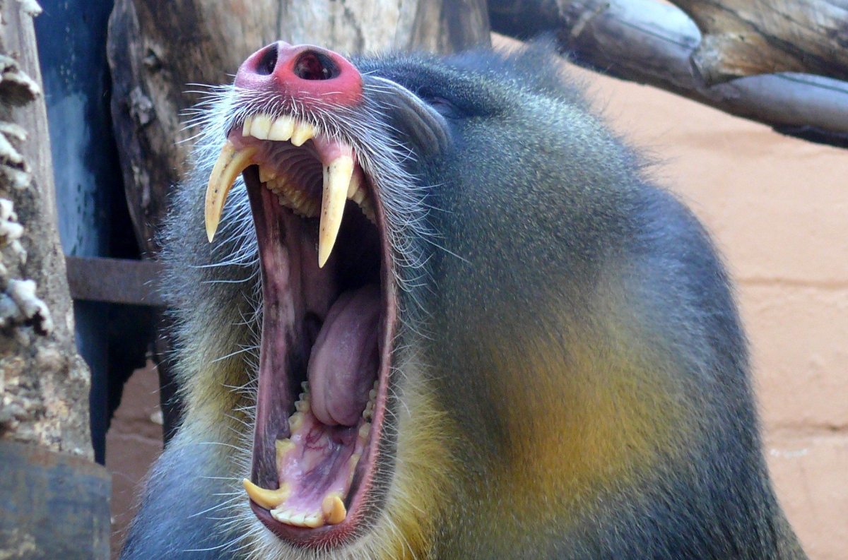 Los impresionantes colmillos del mandril, un motivo para apadrinarlo