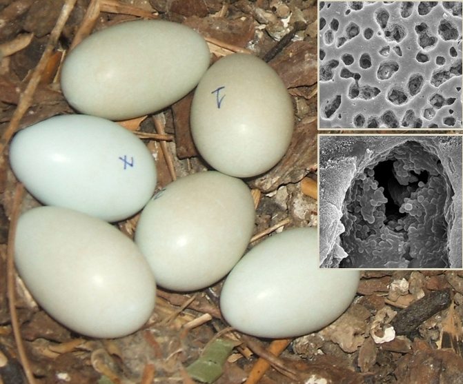 Las abubillas "pintan" sus huevos con bacterias que protegen al embrión ...
