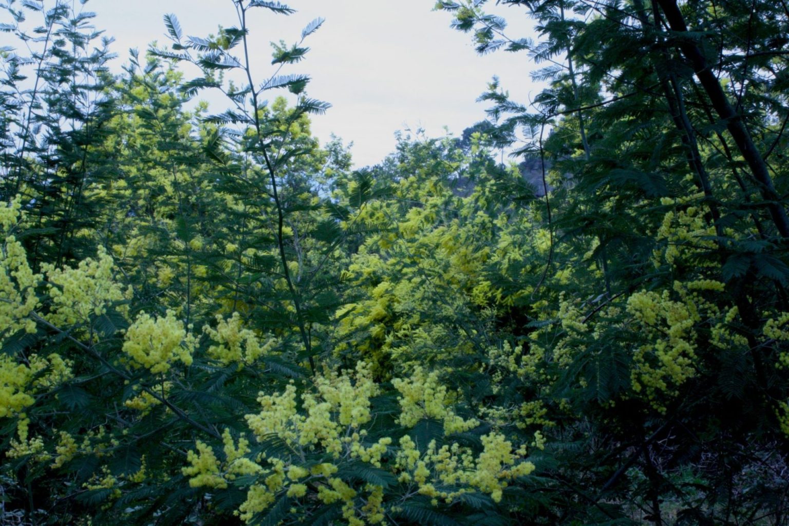 Tres nuevas especies se incorporarán al catalogo de invasoras - EFEverde