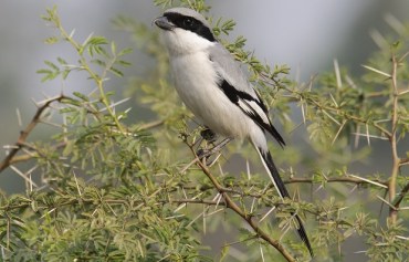 Geolocalizadores controlarán alcaudones chicos en su migración hacia ...