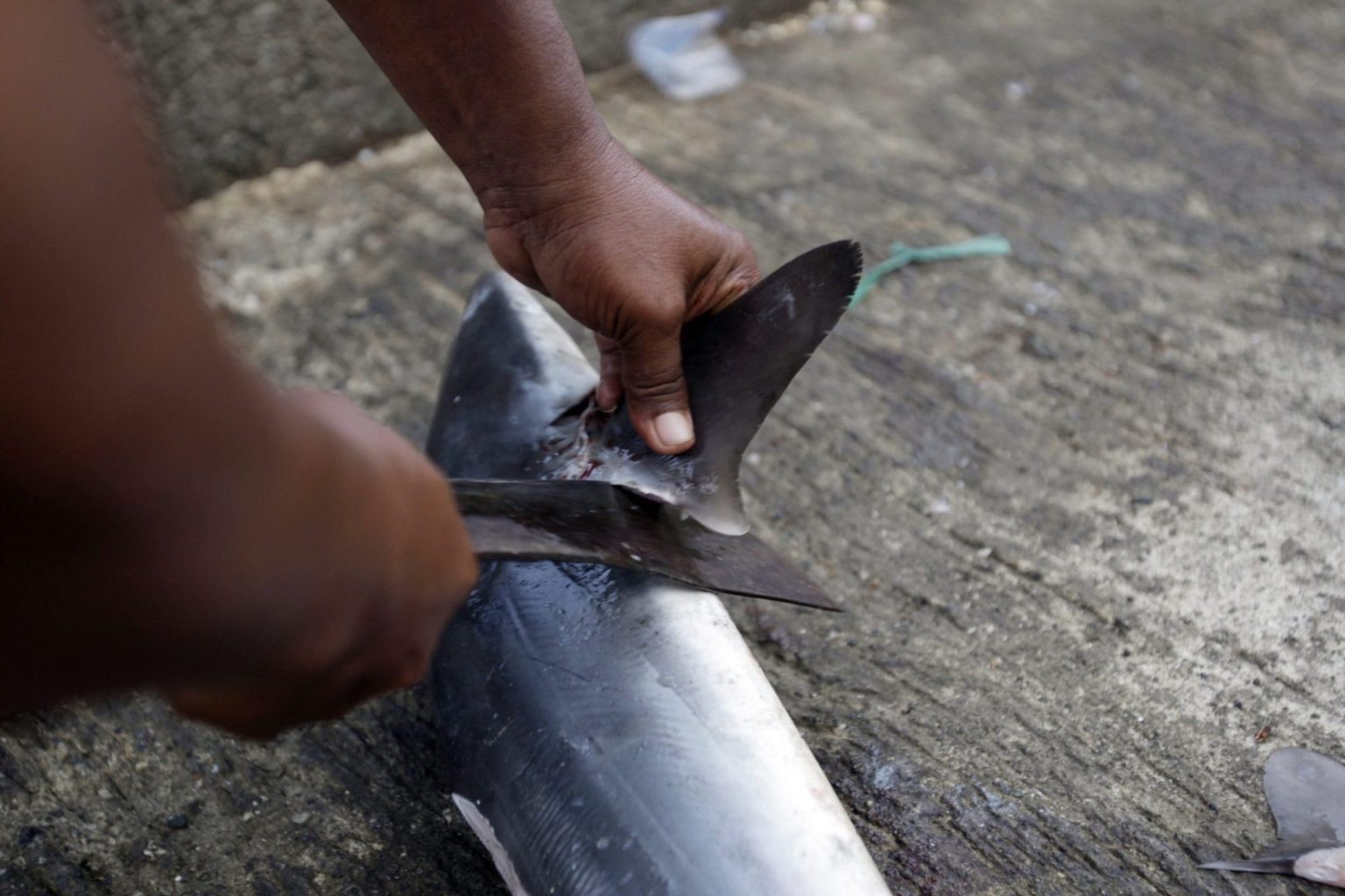 Tailandia, el mayor exportador de aletas de tiburón en los últimos 4 ...