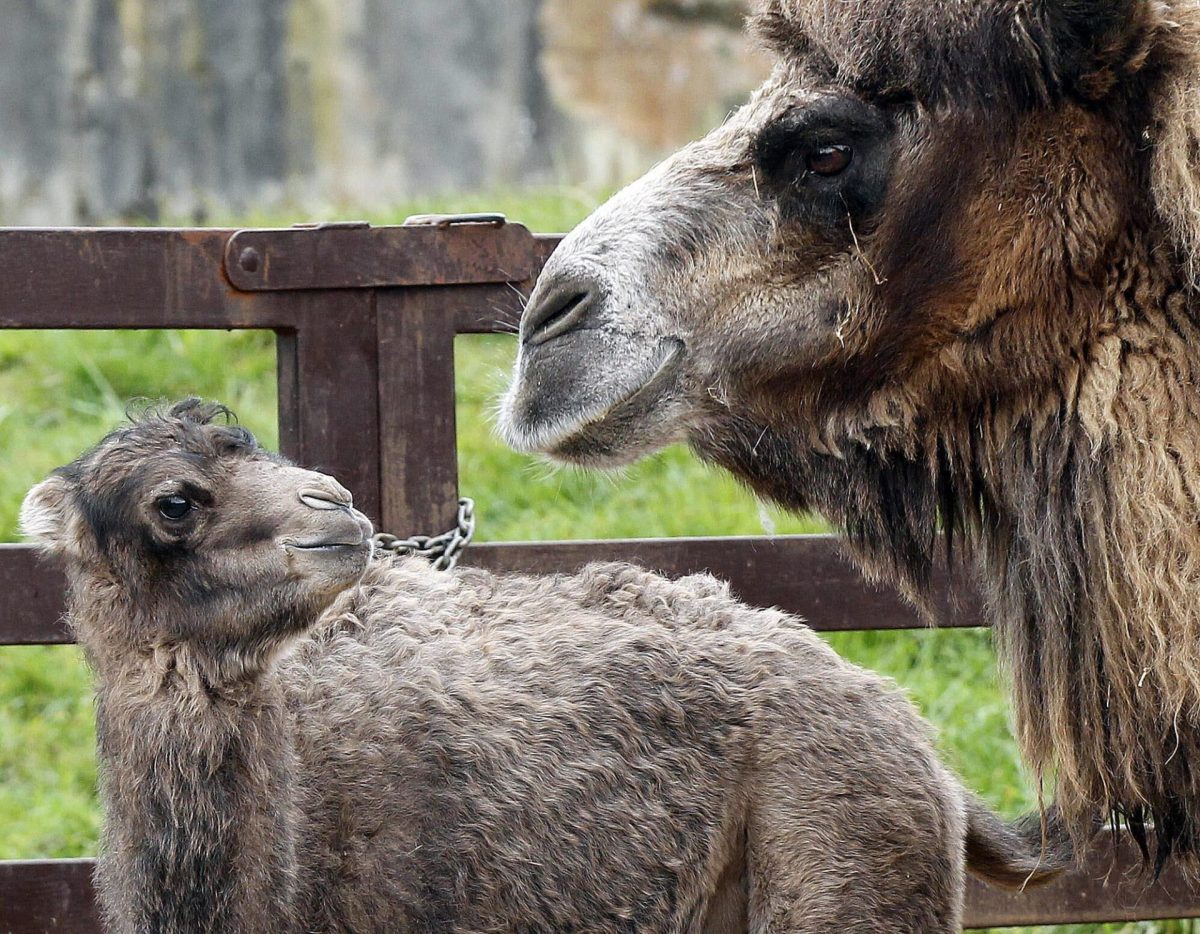 Nace un Cabárceno una camello bactriano, especie en grave peligro de ...