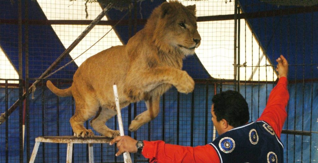 Circos Con Animales Efeverde