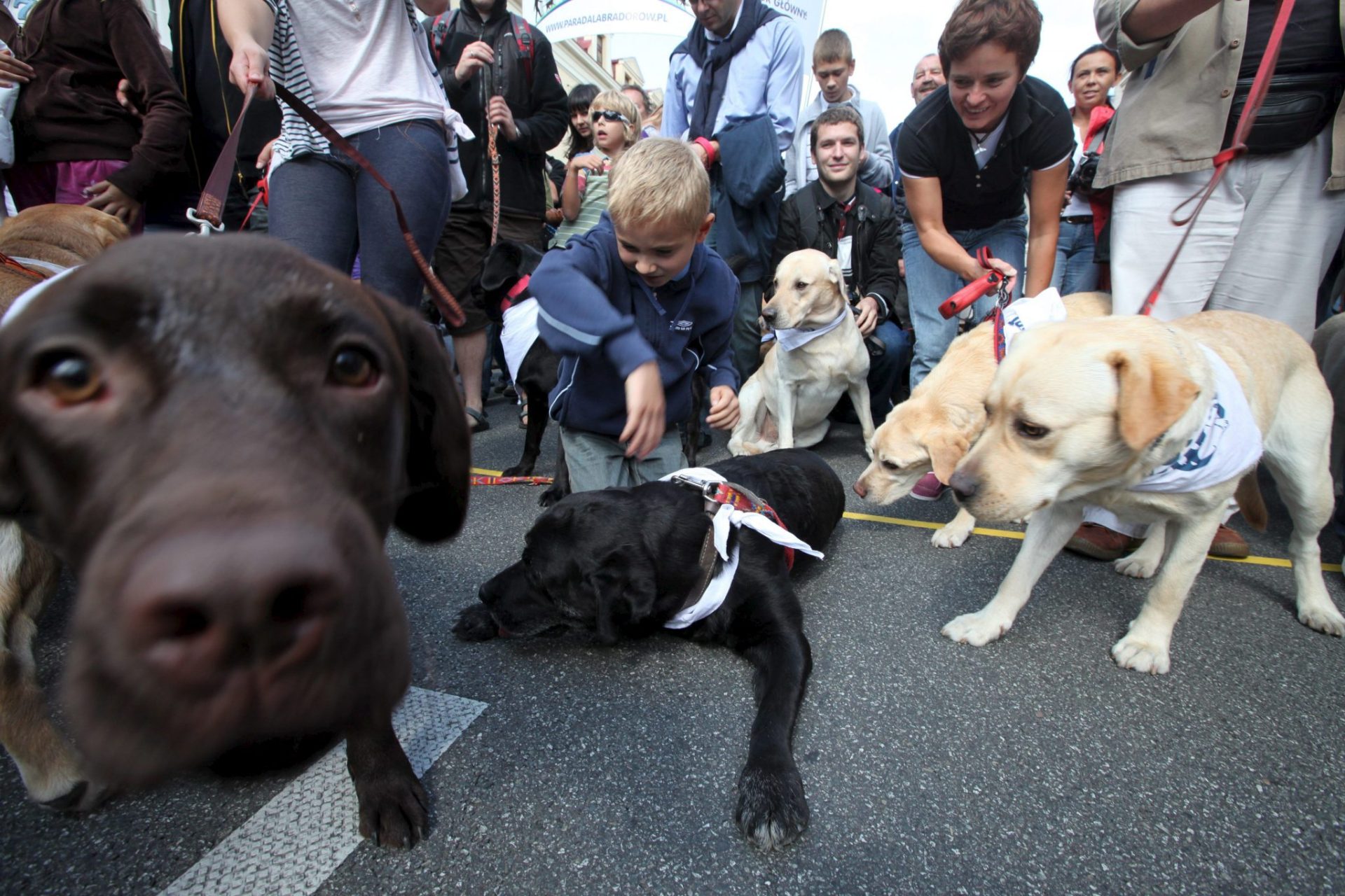 ¿Su labrador está gordo? la culpa es de la genética