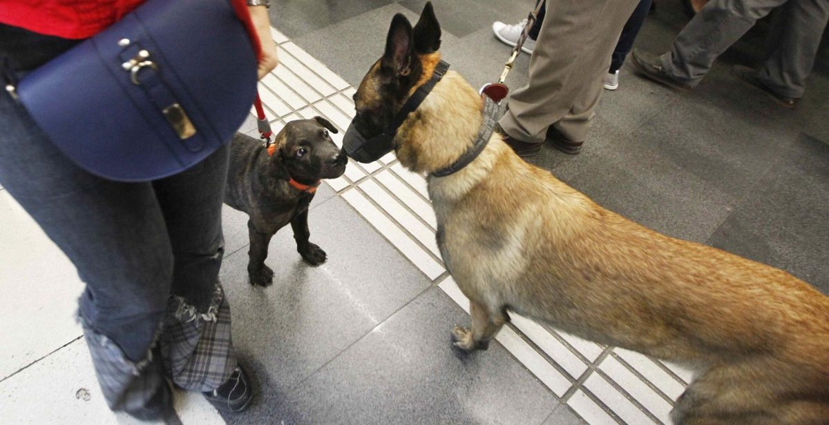 Los perros podrán viajar en el metro de Madrid antes del verano