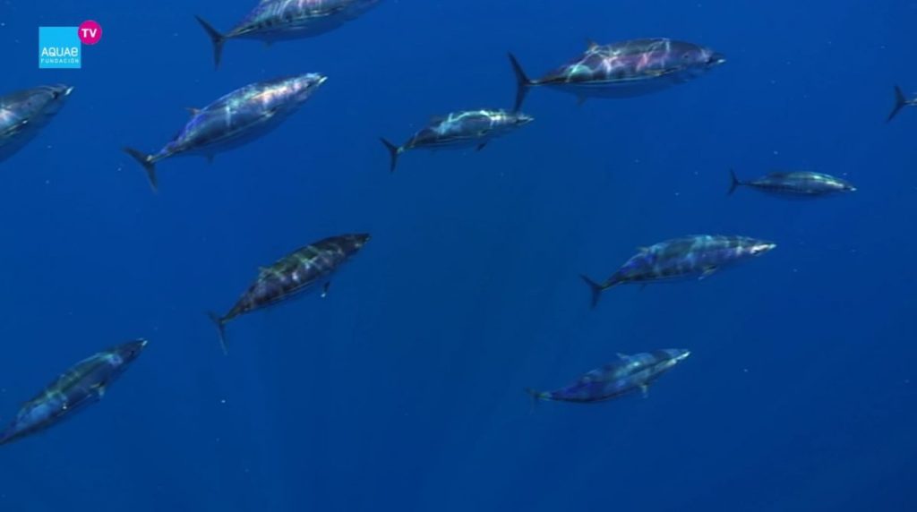 El atún listado (Katsuwonus pelamis)