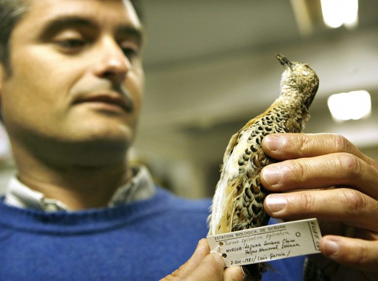 La declaración como extinto, primer paso para recuperar el torillo andaluz