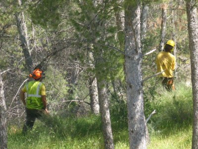 Desarrollan un modelo para optimizar la gestión de los bosques - EFE Verde