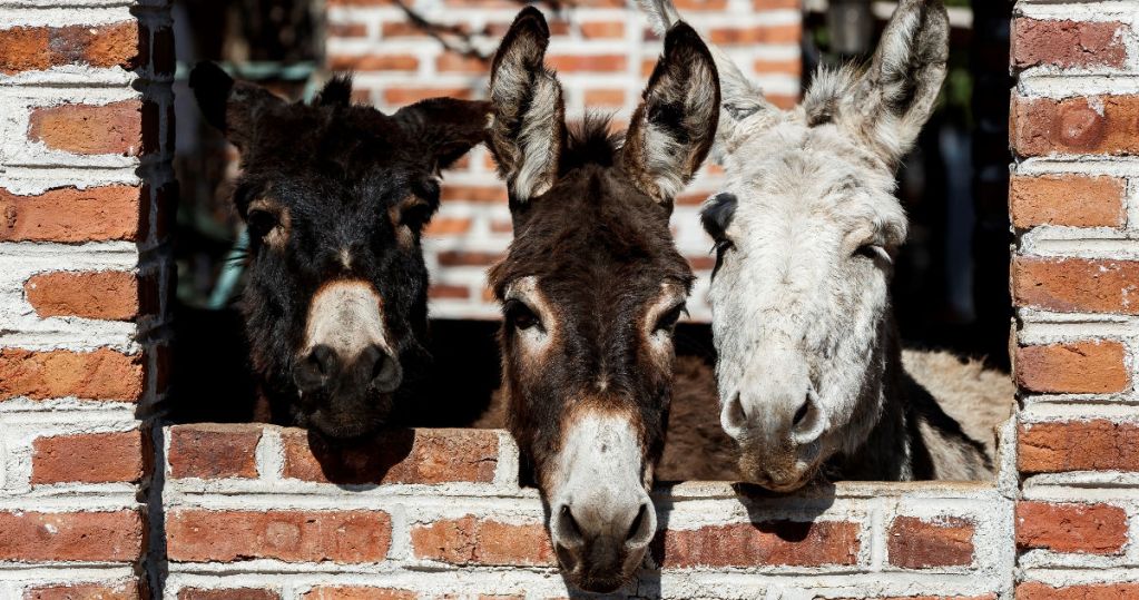 La lucha por la supervivencia del burro mexicano en la era tecnológica