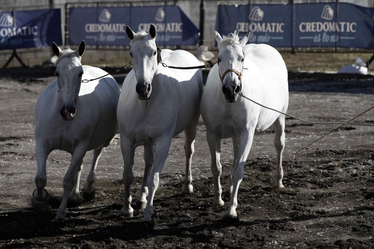 El caballo español es el "más noble y bello del mundo"