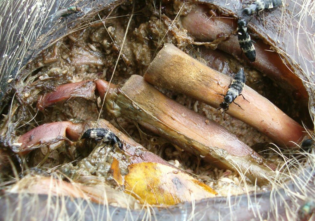 Investigadores de la UPV/EHU hacen un mapa de insectos necrófagos de ...