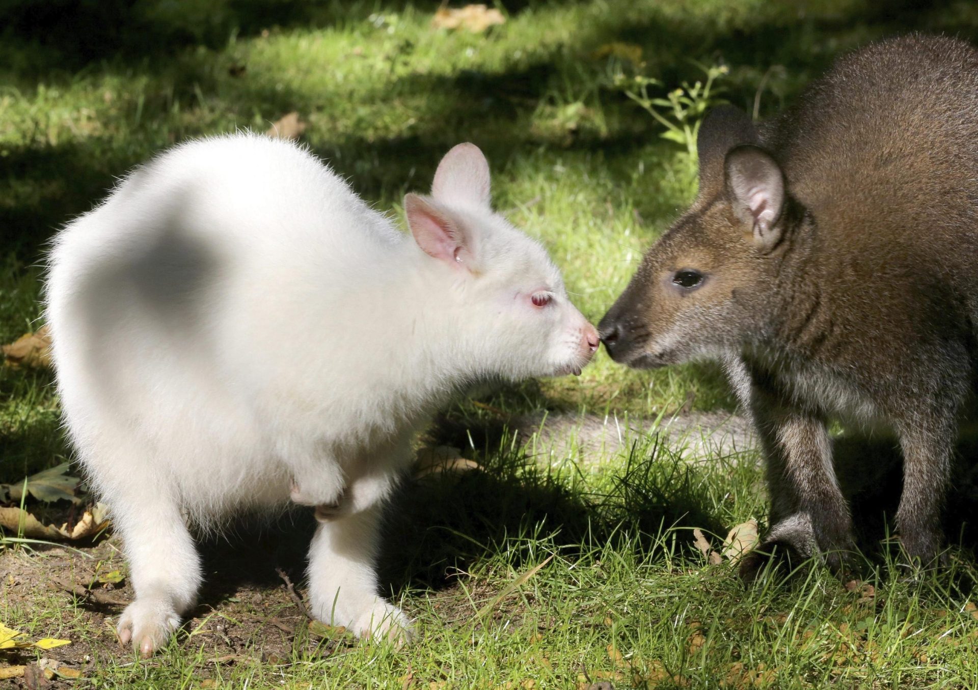 El tamaño de los brazos del canguro, principal atractivo para aparearse ...