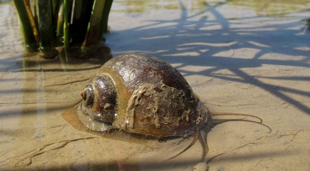 Caracol manzana - EFEverde
