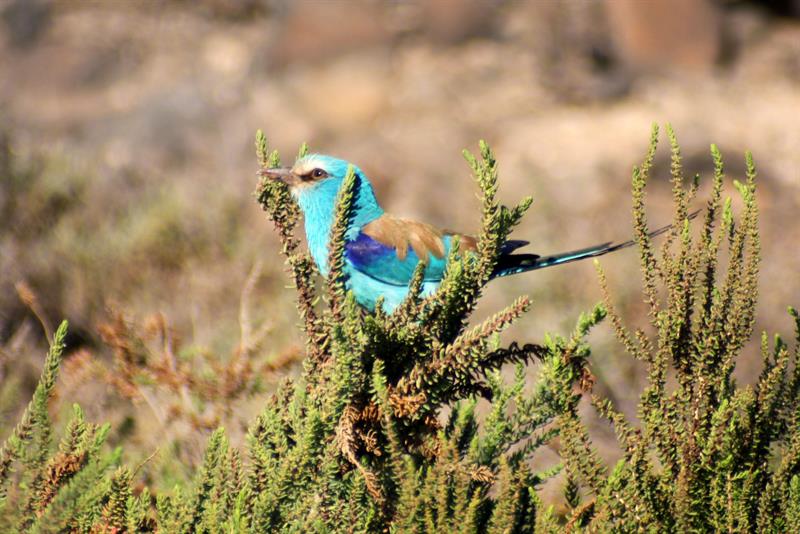 La carraca abisinia, un ave del Sahel, por primera vez en Canarias ...