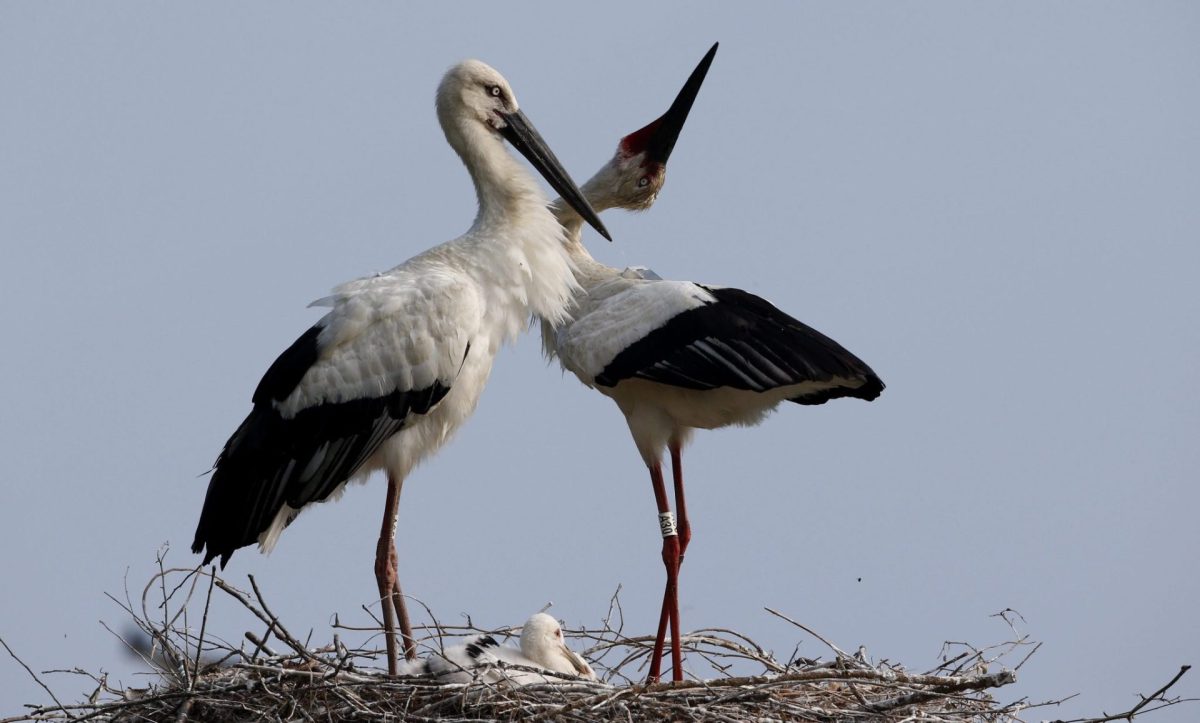 Las aves, símbolo de amor verdadero, también se permiten frivolidades