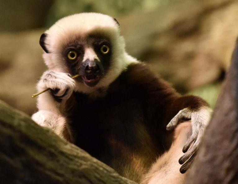 Proyecto Gran Simio: STOP al sacrificio de 135 primates - EFEverde