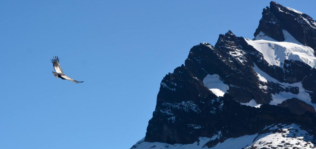 Cóndores - EFEverde