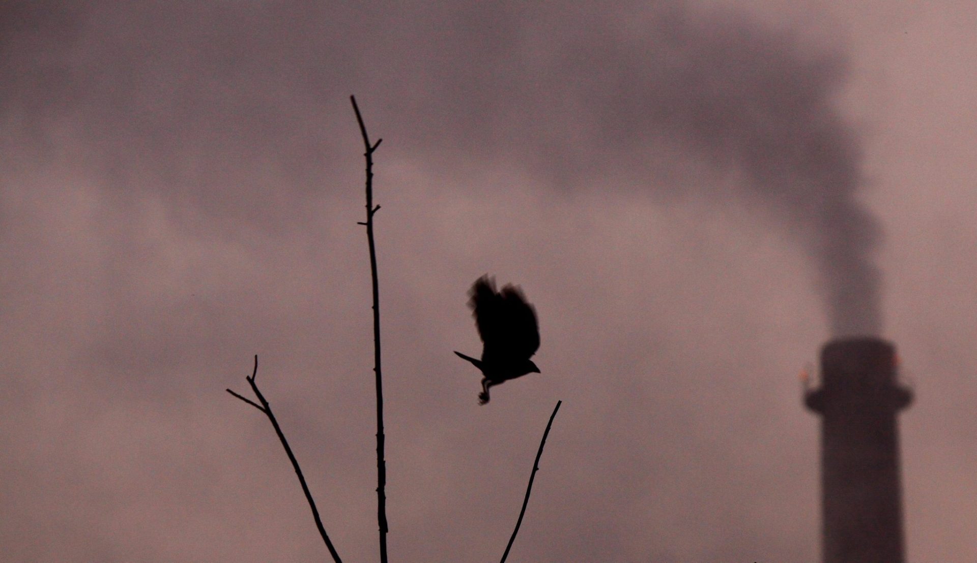 La India reducirá en un 35 % sus emisiones de carbono