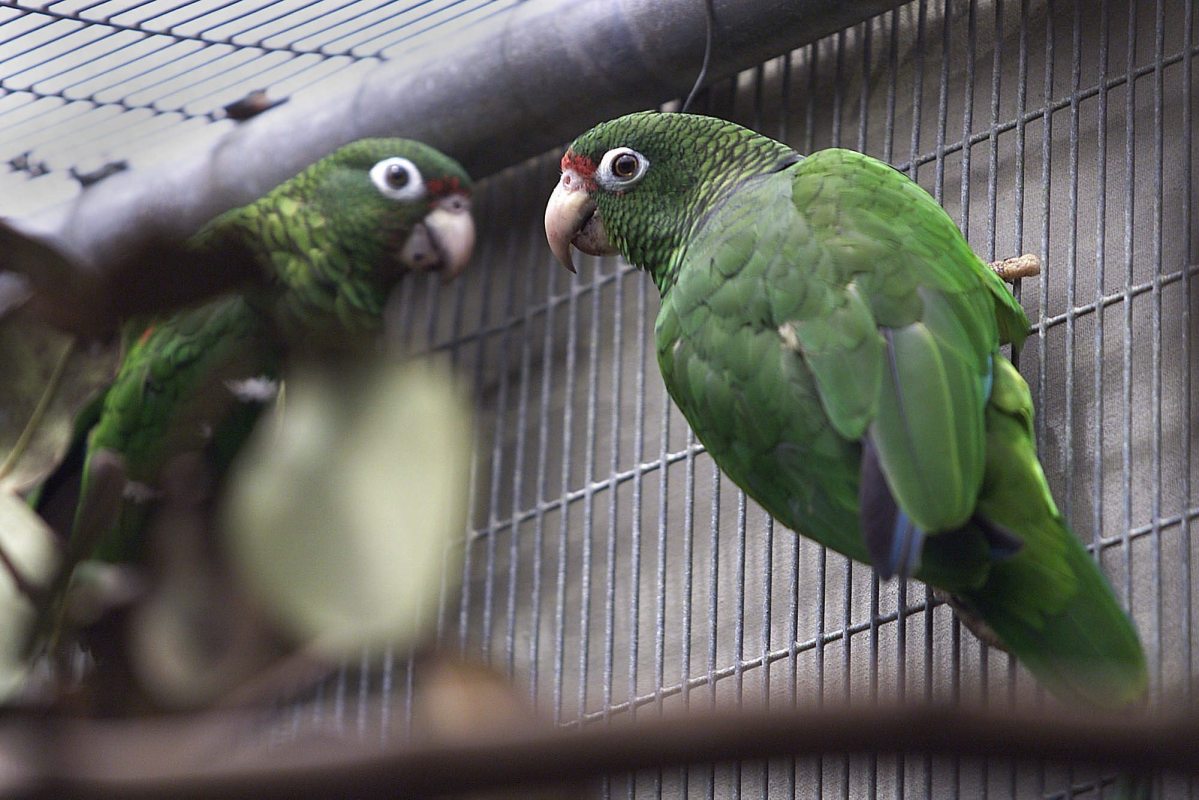 La cotorra puertorriqueña tiene otro bosque para su reintroducción ...