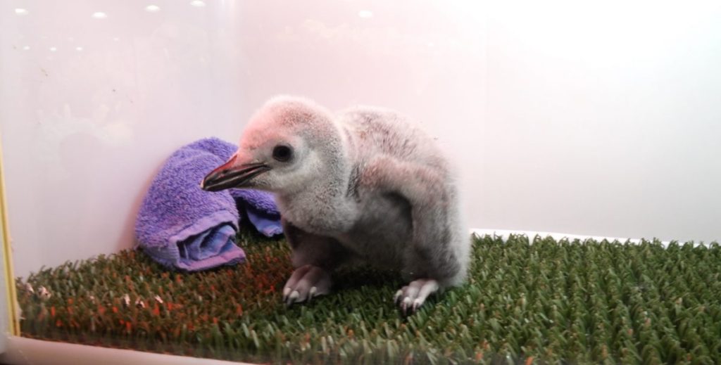El Loro Parque de Tenerife saca adelante una cría de pingüino Barbijo