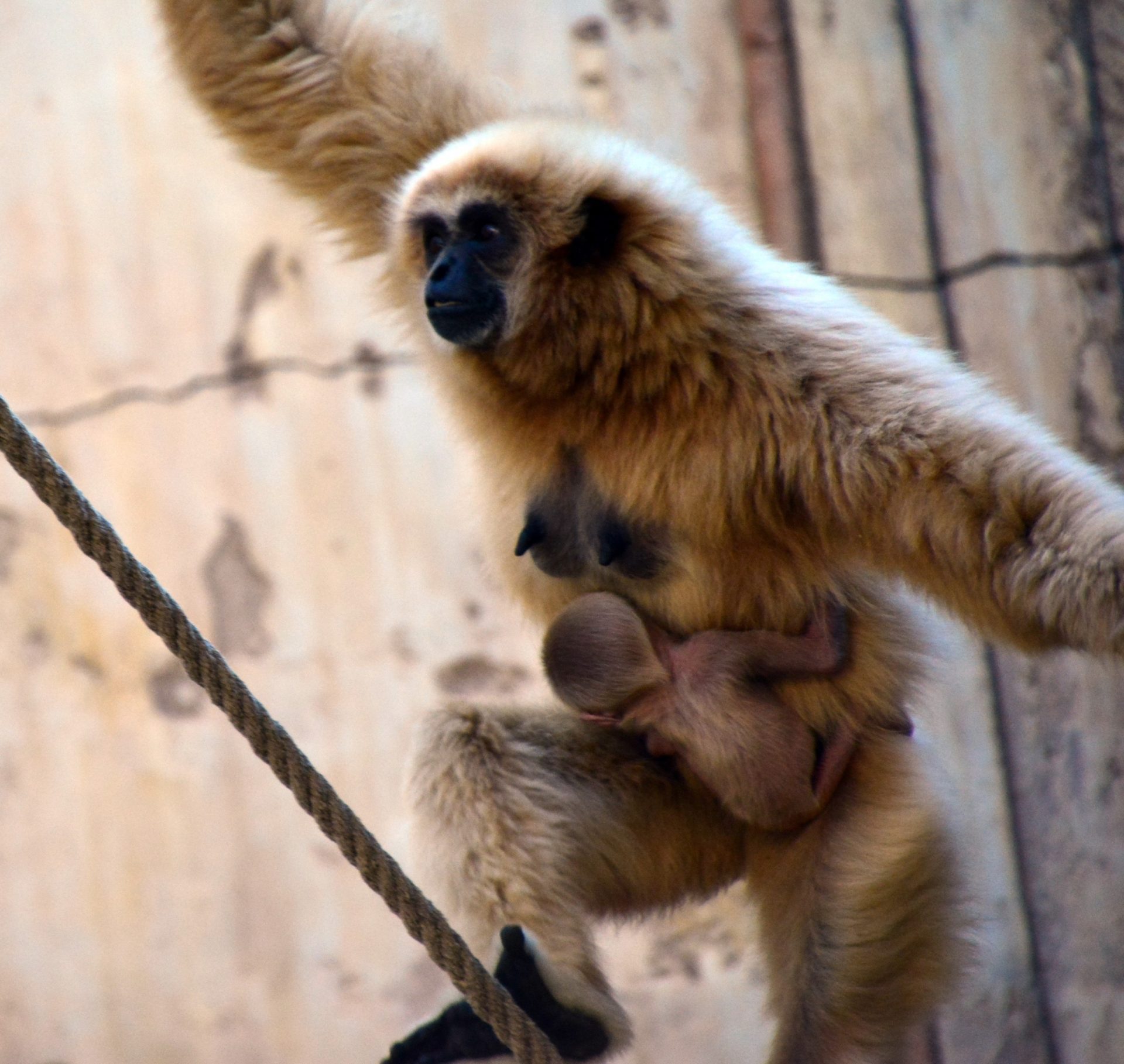 Aumenta la familia de gibones en el Terra Natura Benidorm
