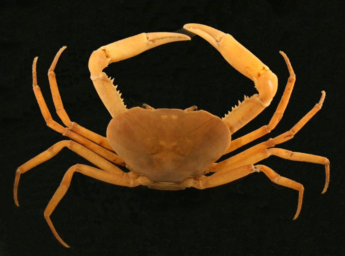 Una colección centenaria de crustáceos, los "buitres" del mar, en ...