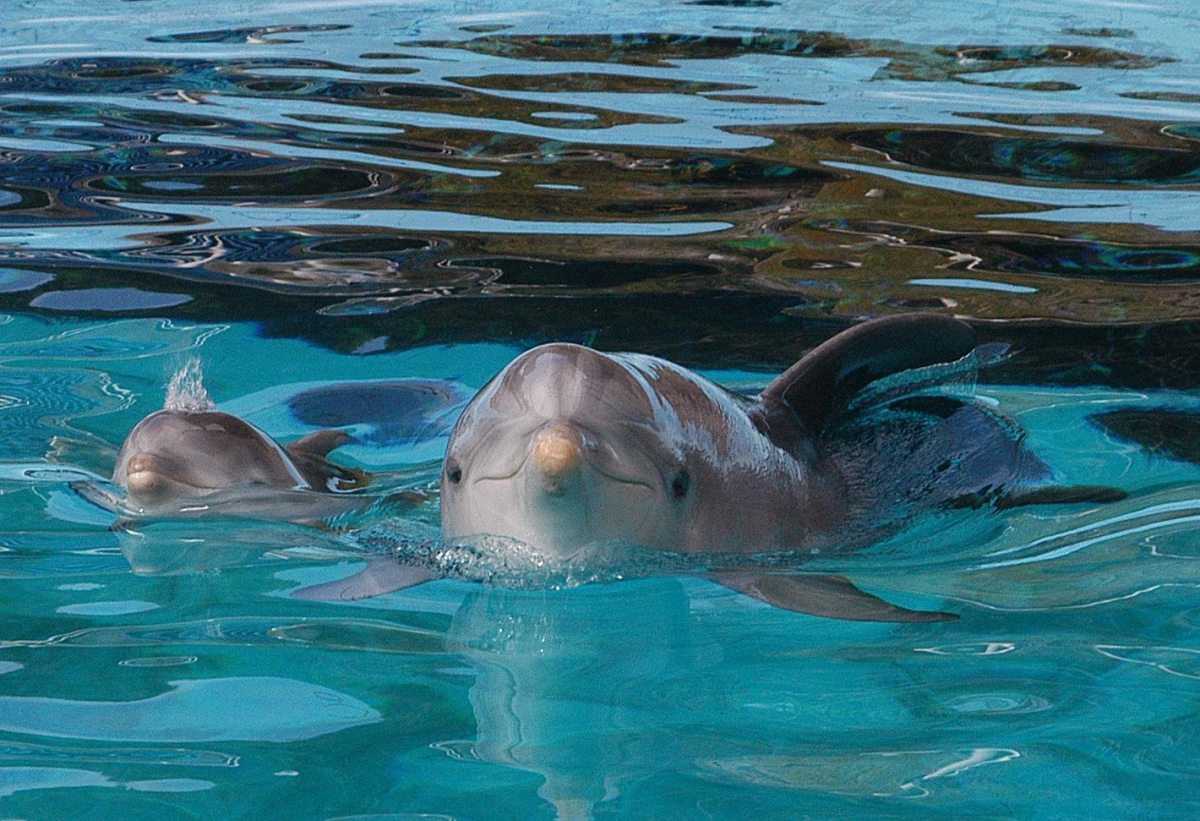 Los delfines crean grandes alianzas como los humanos - EFEverde