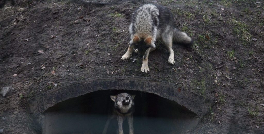 Éxodo rural y conservacionismo, bazas para la recuperación del lobo ...