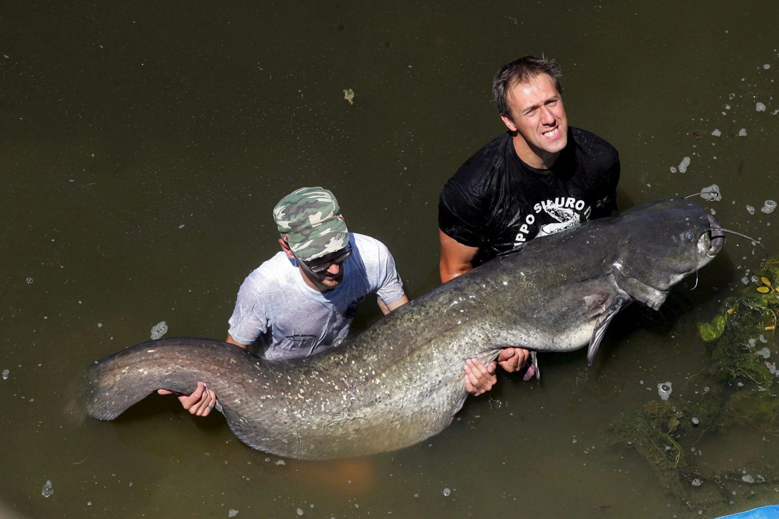 Expertos piden medidas ante la expansión del Siluro en bajo Guadalquivir
