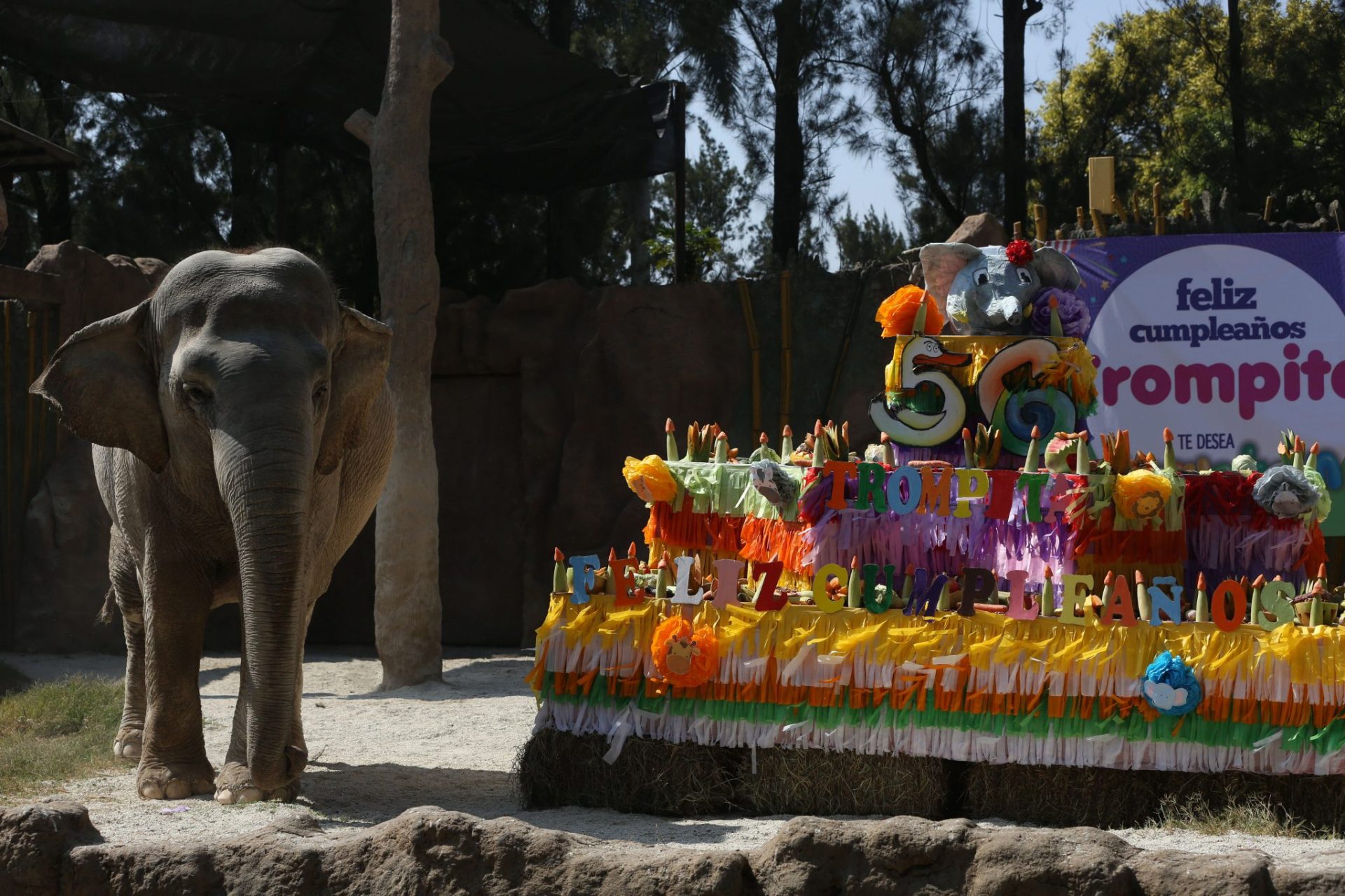La elefanta "Trompita", icono en Guatemala, cumple 56 años