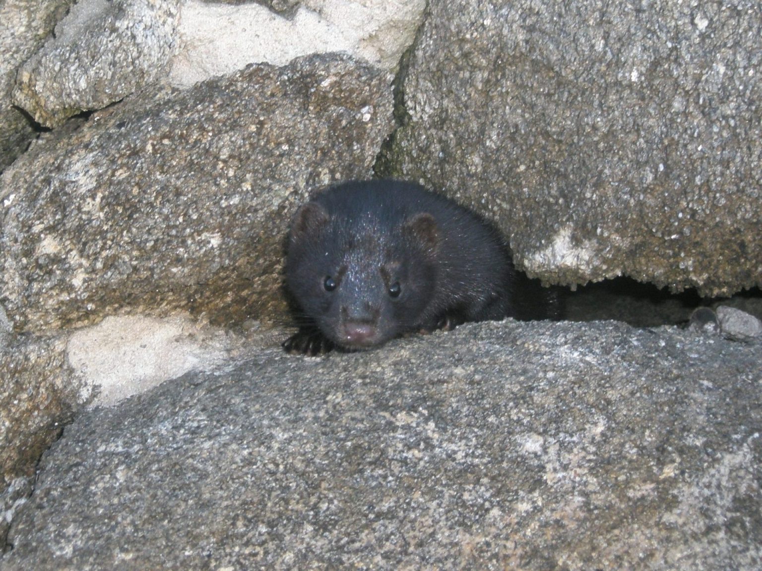 Los Parques Nacionales: el reto de poner coto a las especies invasoras