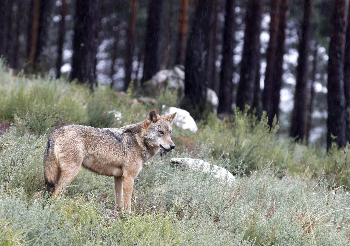 El lobo, un "sanitario" de la Naturaleza