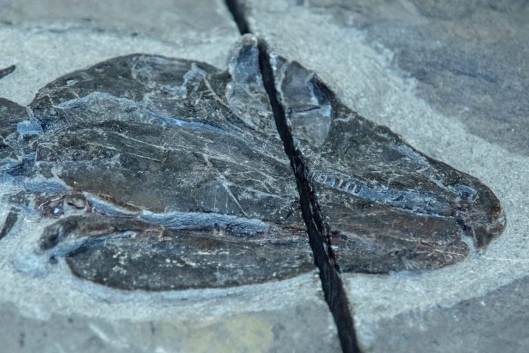 Gordodon, el fósil más antiguo de reptil herbívoro, obliga a reescribir ...