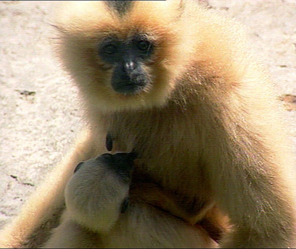 Secuencian el genoma del gibón, el último eslabón para comprender que ...