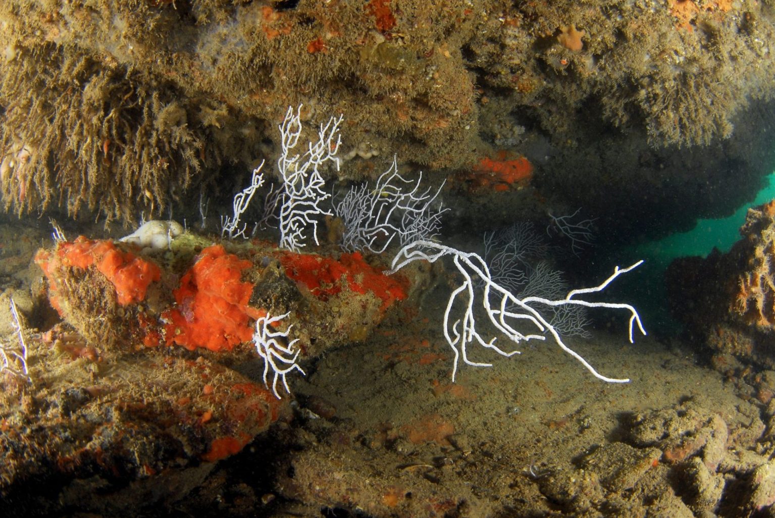 Las gorgonias son al mar lo que los árboles a la tierra - EFE Verde