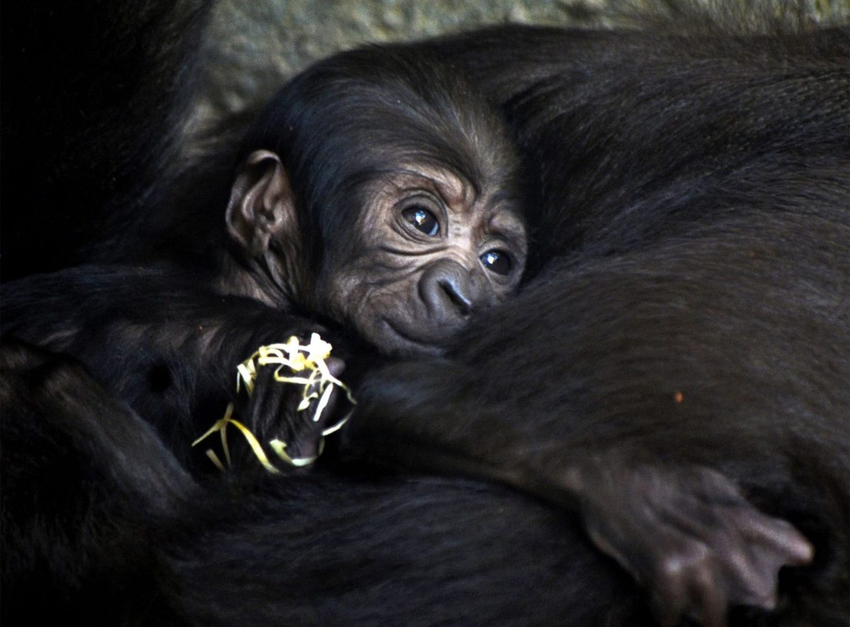 Una cría de gorila de 5 días, nuevo personaje de Bioparc Valencia