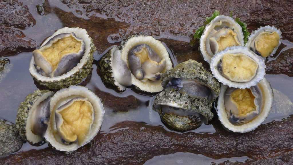 Crean una base de datos de un molusco clave para testar la ...