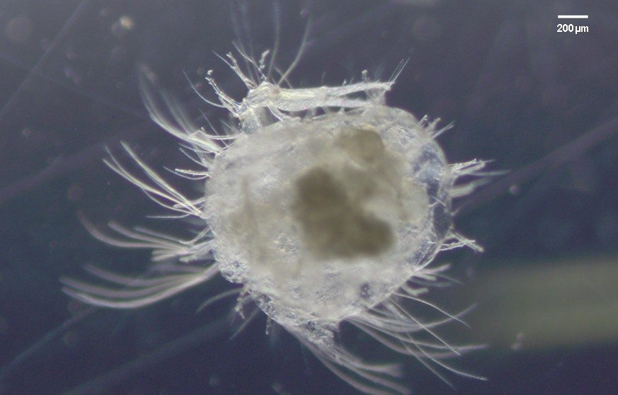 Descubren larvas de un crustáceo que vive en las profundidades marinas ...