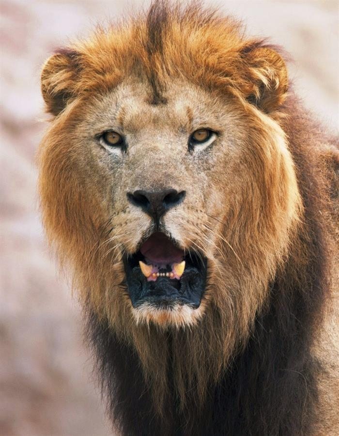 El regreso del presunto león del Atlas - EFEverde