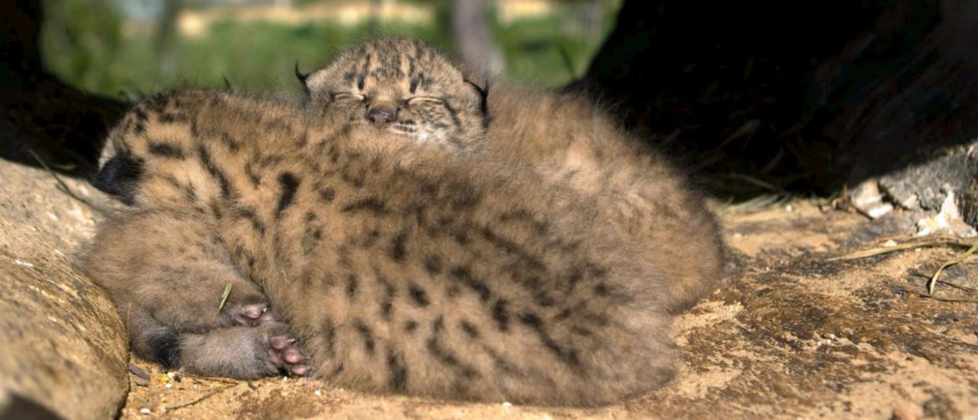 Detectan un quinto cachorro de lince en Andújar (Jaén)