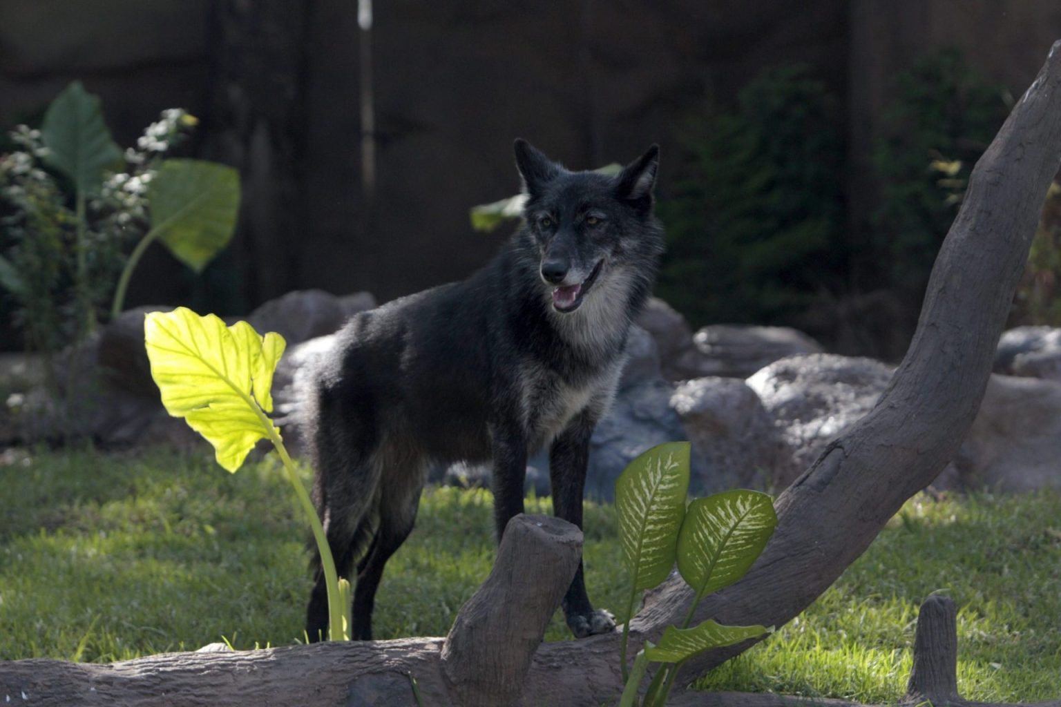 Hansel y Gretel, los dos lobos del zoo de Guatemala, tienen casa nueva ...