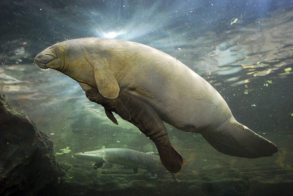 El manatí, símbolo de Costa Rica - EFEverde