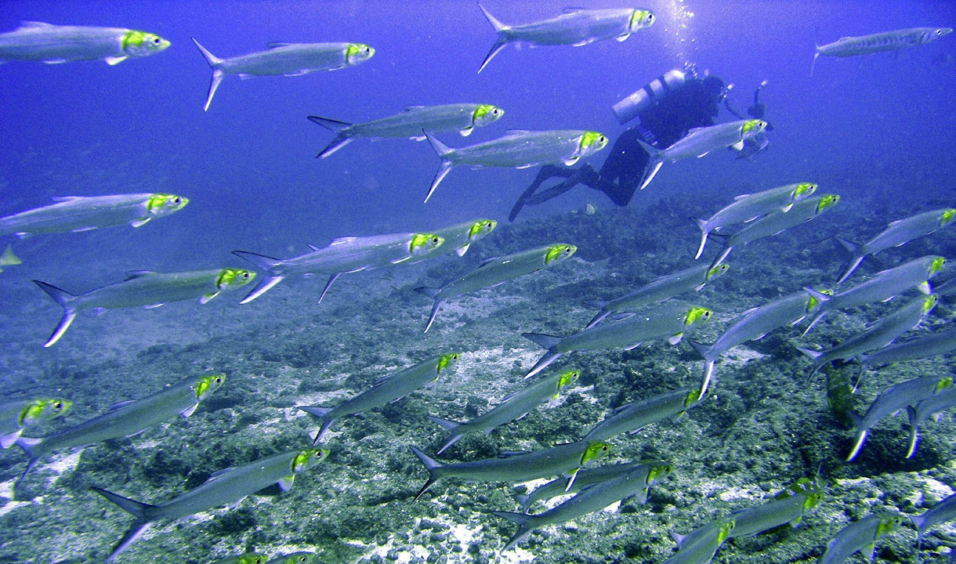 La Cumbre de Océanos termina con apoyo a una Organización Mundial de ...