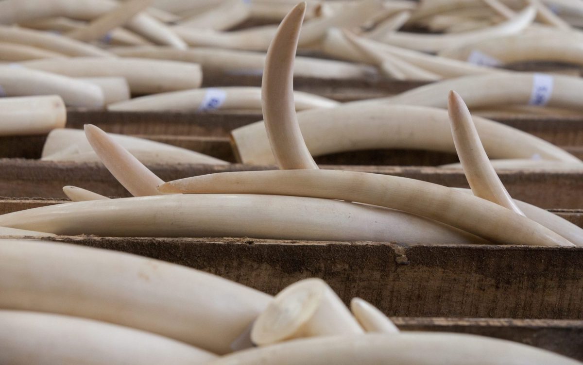 China prohibirá el comercio con marfil en 2017 - EFEverde