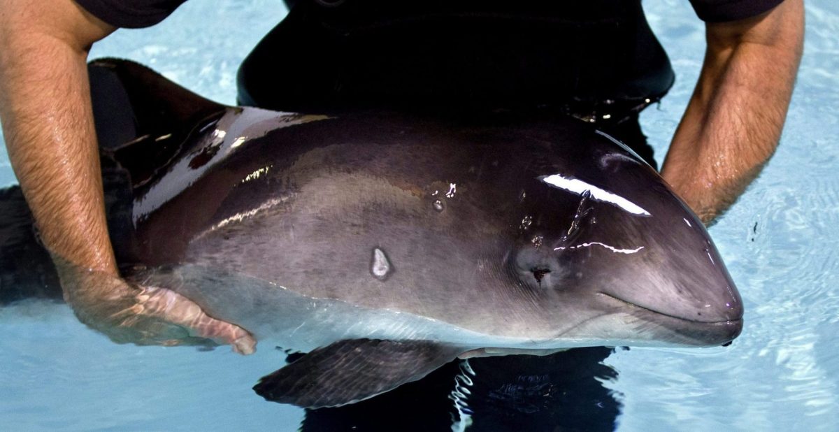 Expertos analizan a conservación da marsopa na costa noroeste