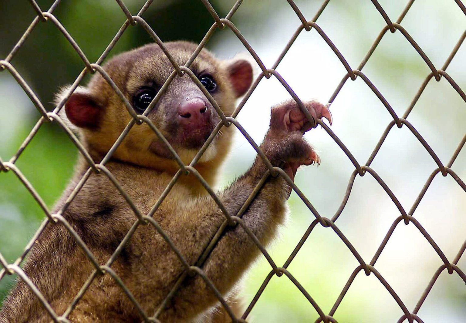 Adios a los animales enjaulados en los zoológicos de Costa Rica