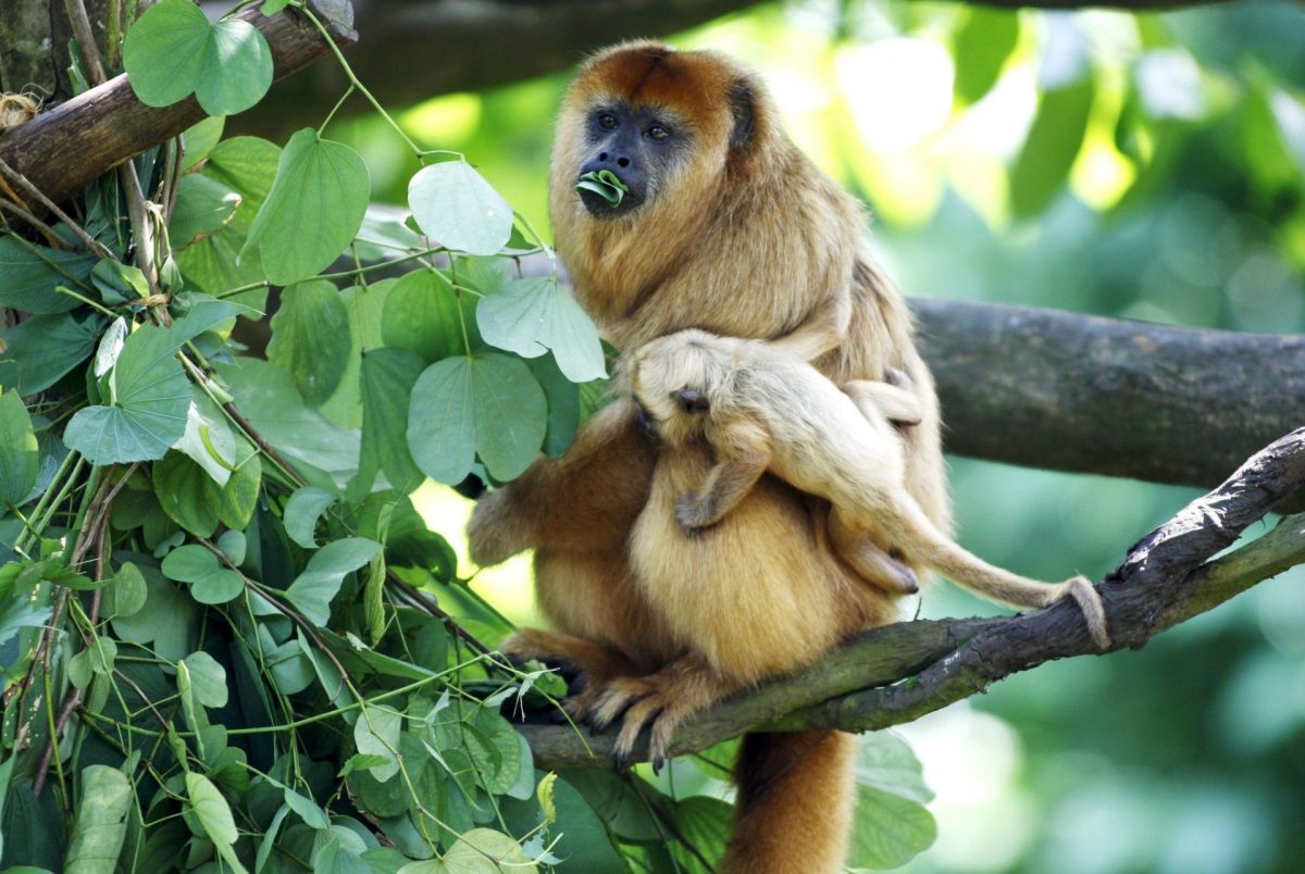 Investigan la causa de la muerte de 44 monos aulladores en Ecuador ...