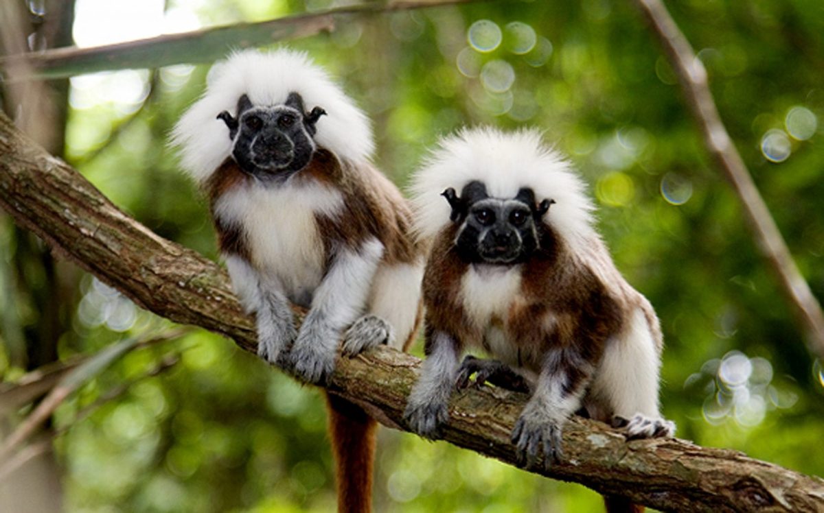 Salvar titís cabeciblanco, una colombiana lidera la campaña internacional